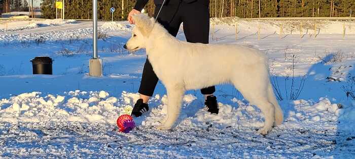 ORION :: Kennel Bento's Wolves